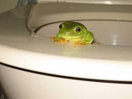 Tricking Toilet Frog - Urbans Aqua